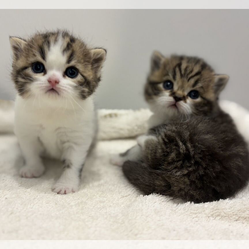 Шотландский прямоухий короткошёрстный котёнок