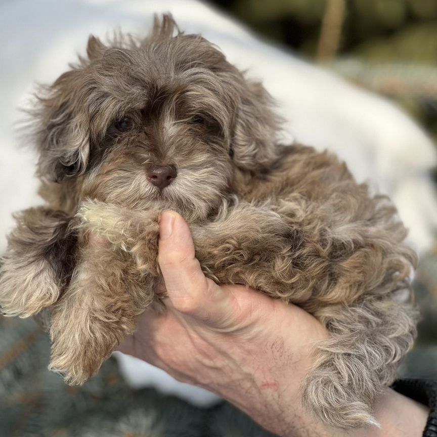 Мальтипу, щенок