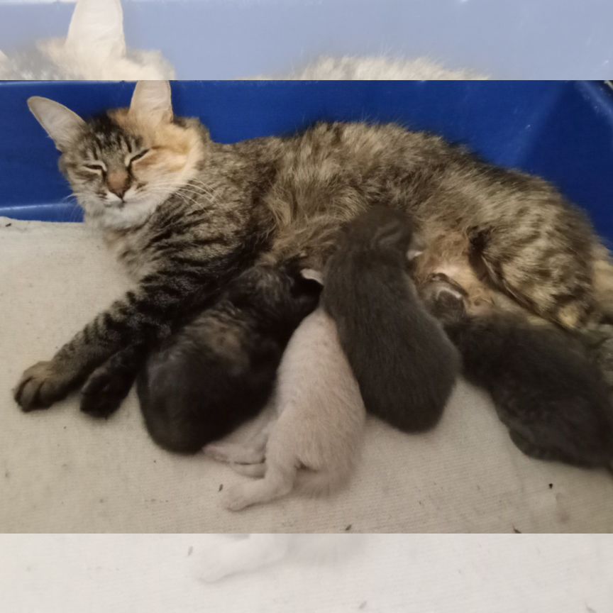 Продам котят крысыловки