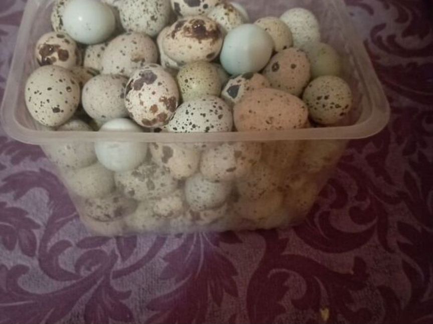 Яйца перепелиные инкубационное домашние