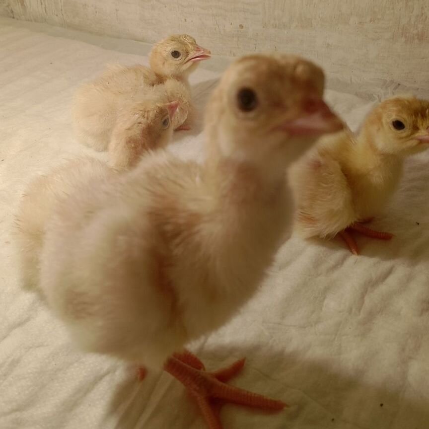 Суточные индюшата биг 6. Хайбрид конвертер Рубин