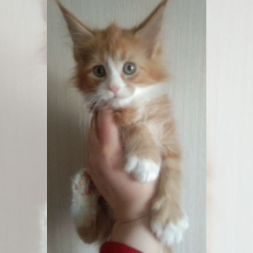 Мейн-кун котёнок