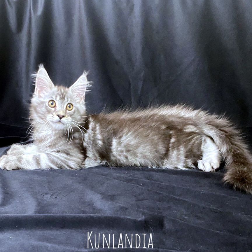Мейн-кун котёнок