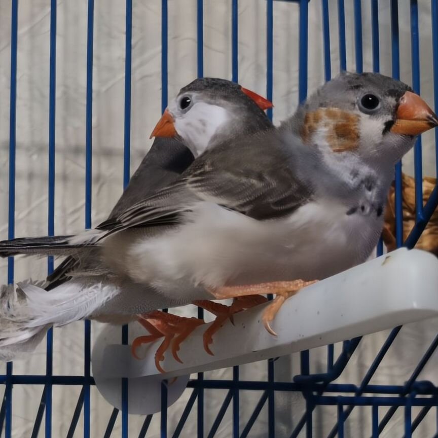 Зебровый амадин