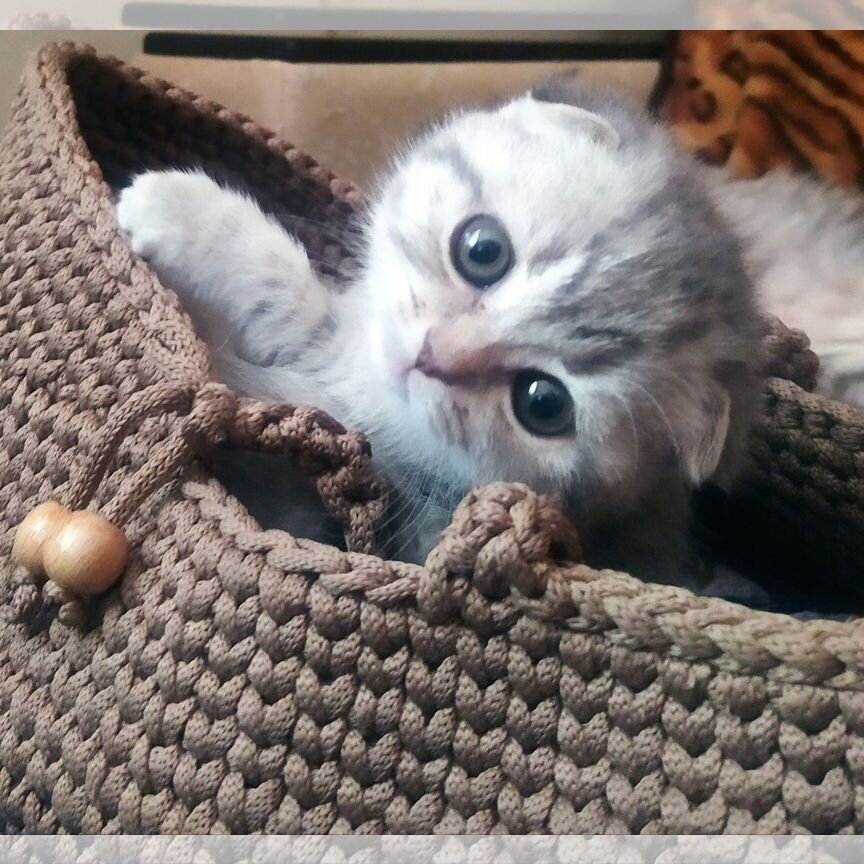 Шотландский вислоухий короткошёрстный котёнок