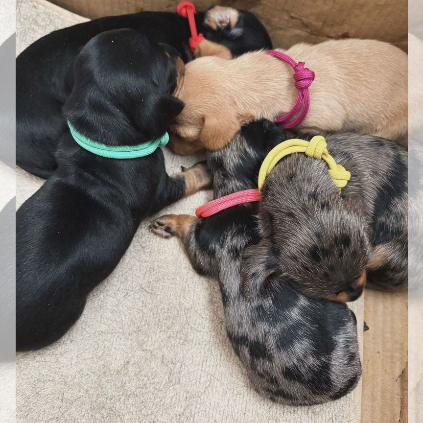 Такса, щенок