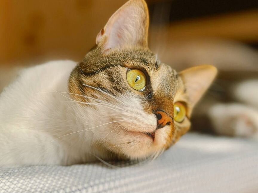 Кошка ищет дом после смерти хозяйки
