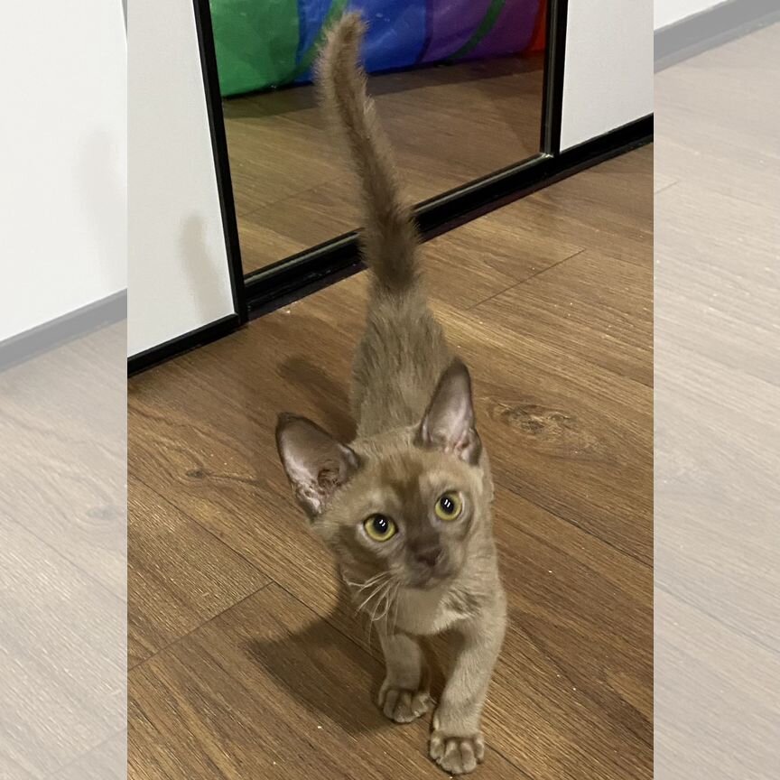 Европейский бурманский котёнок