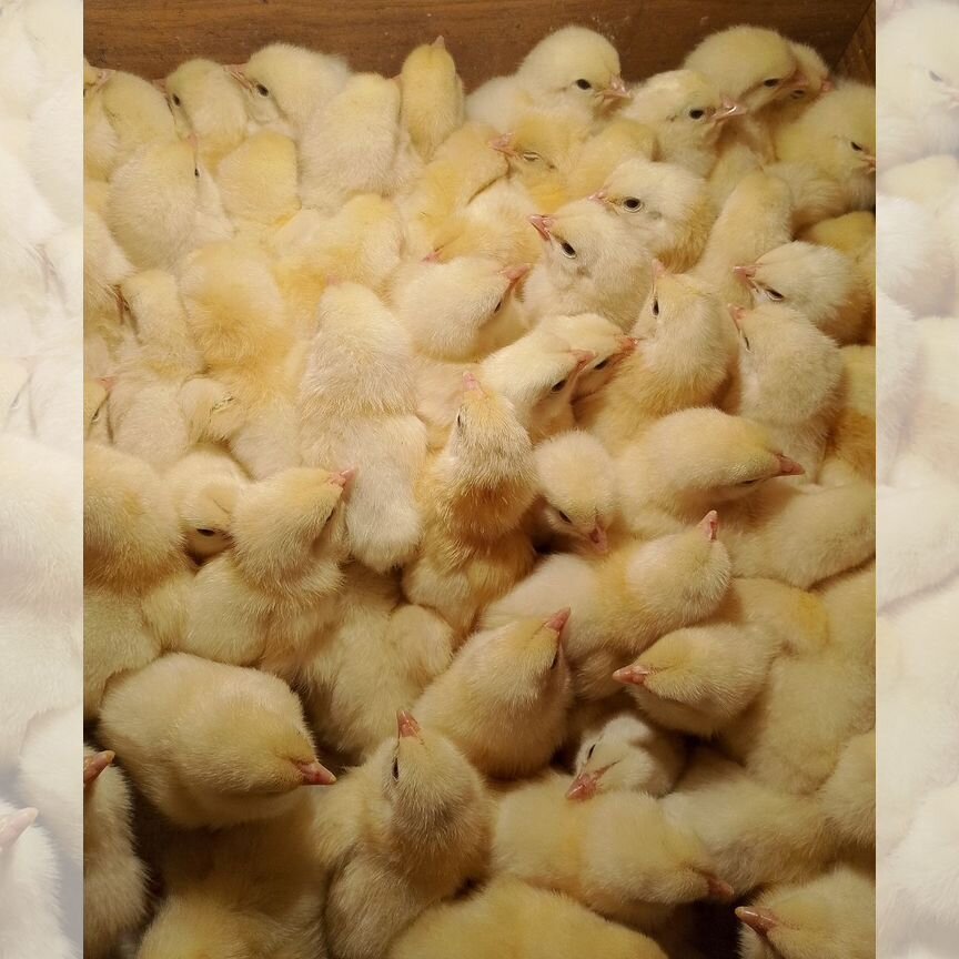 Цыплята, гуси