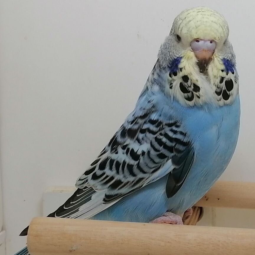 Ввп,Чехи,птенцы