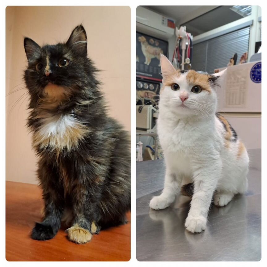 Талисман удачи