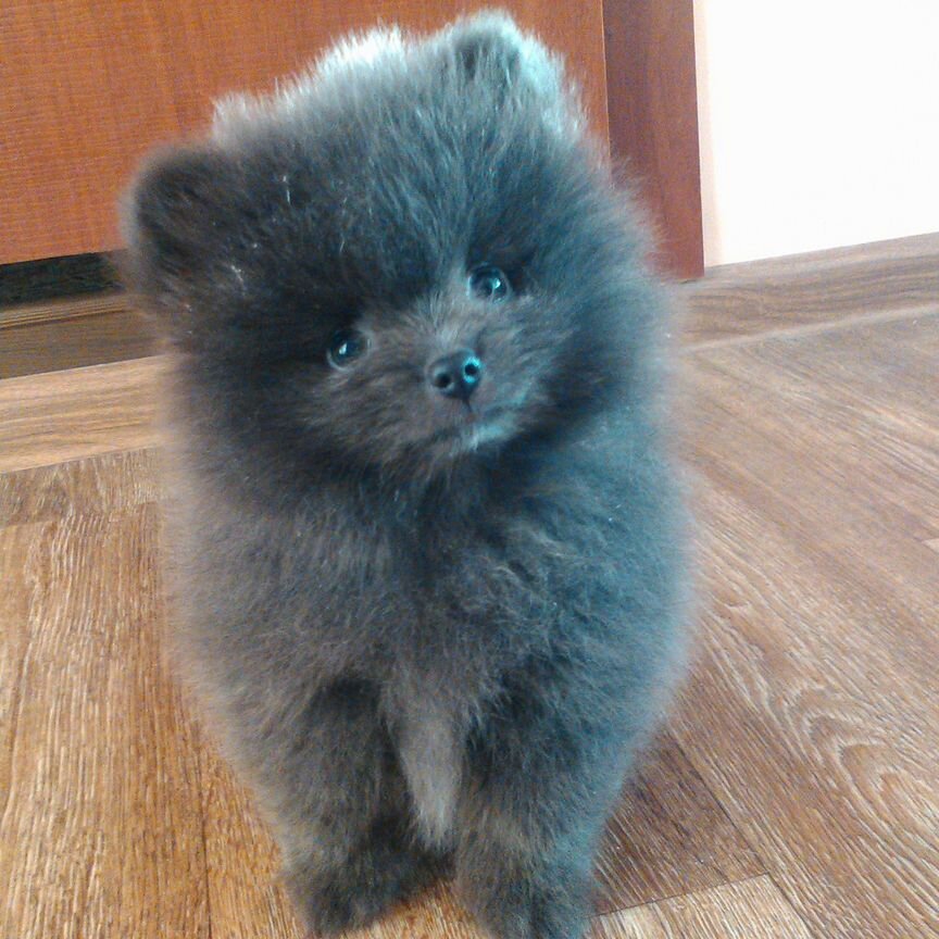 Шпиц красивее не бывает