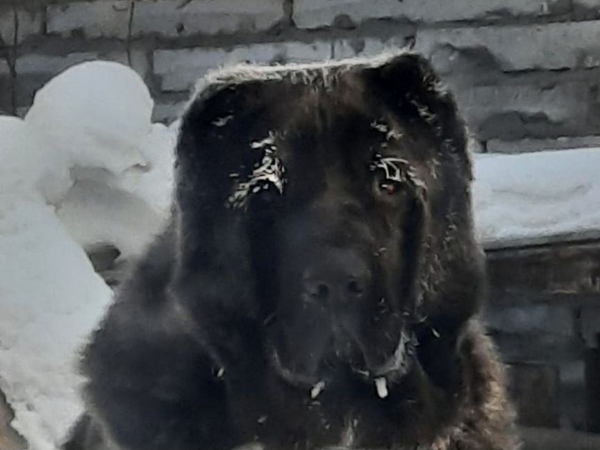 Среднеазиатская овчарка алабай