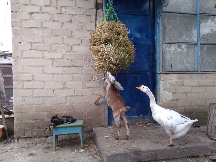 Продам сенник(рептух)