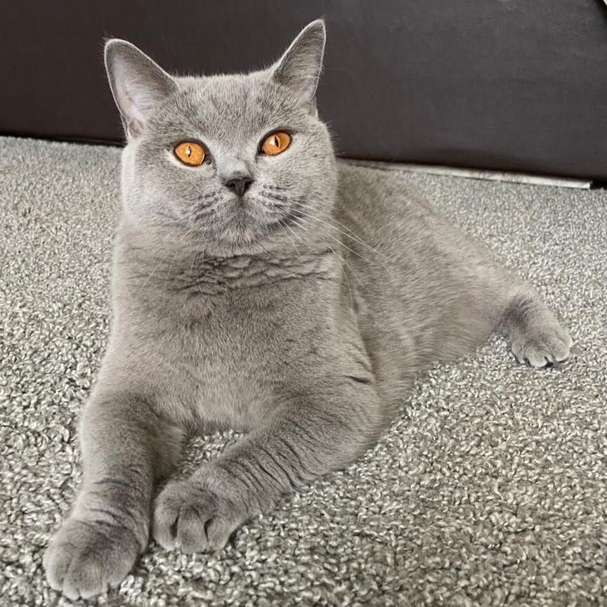 Британская короткошерстная кошка