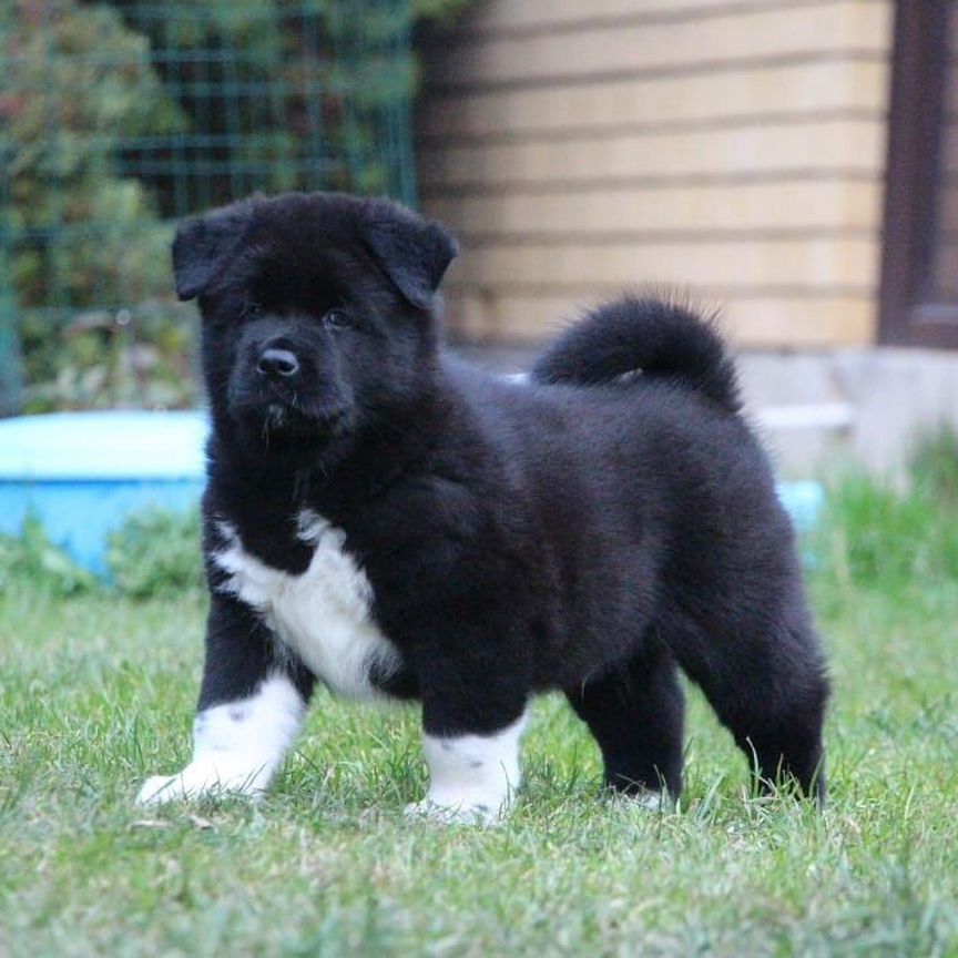 Щенки американской акиты