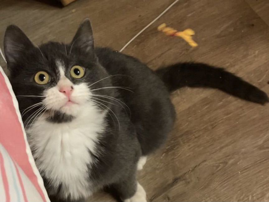 Котенок остался в пустом садоводстве