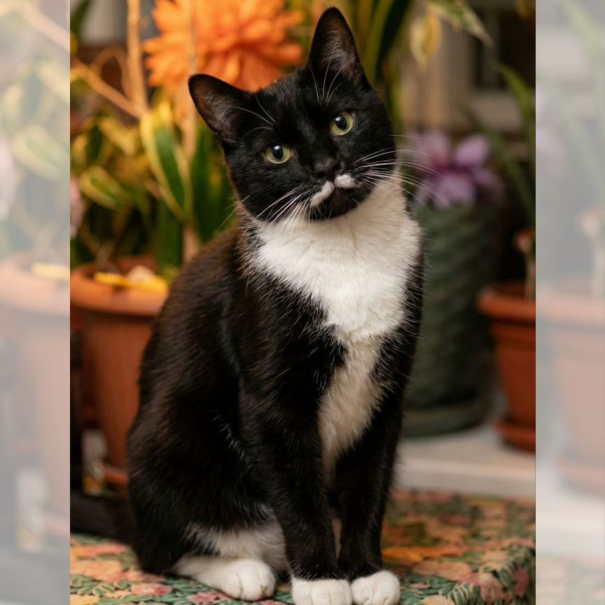 Взрослая, кошка в добрые руки