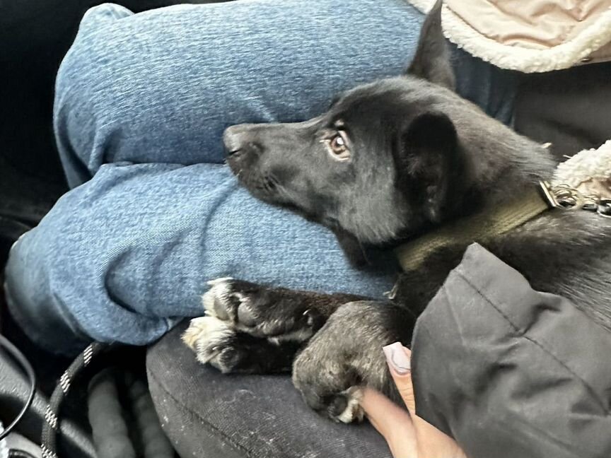 Собака в добрые руки