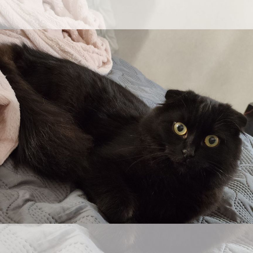 Шотландский вислоухий длинношёрстный котёнок