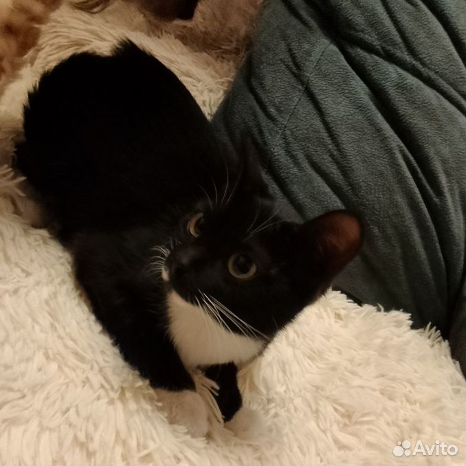 Хорошенькая кошечка ищет дом