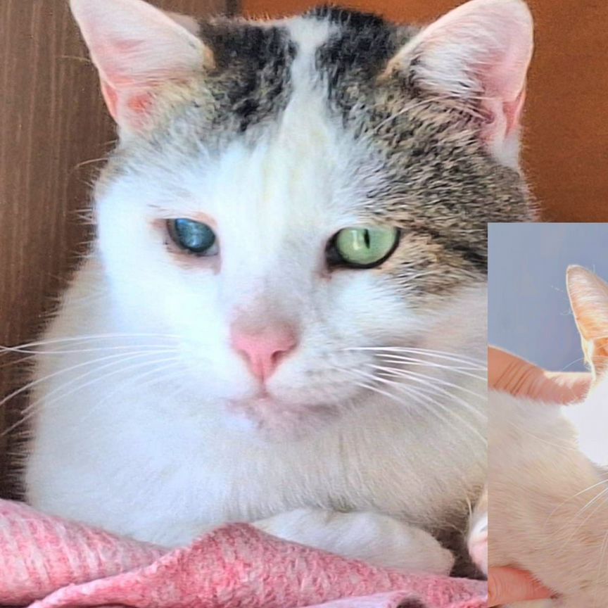 Взрослая кошка в добрые руки