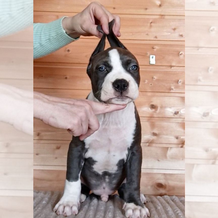 Американский стаффордширский терьер, щенок