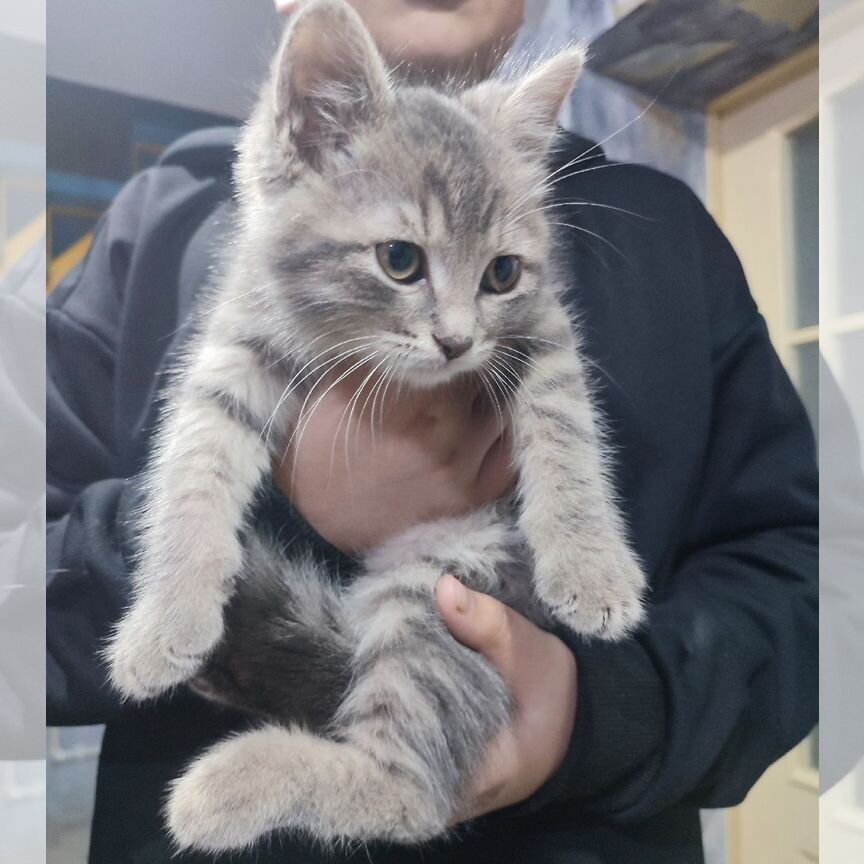 Сибирский котёнок