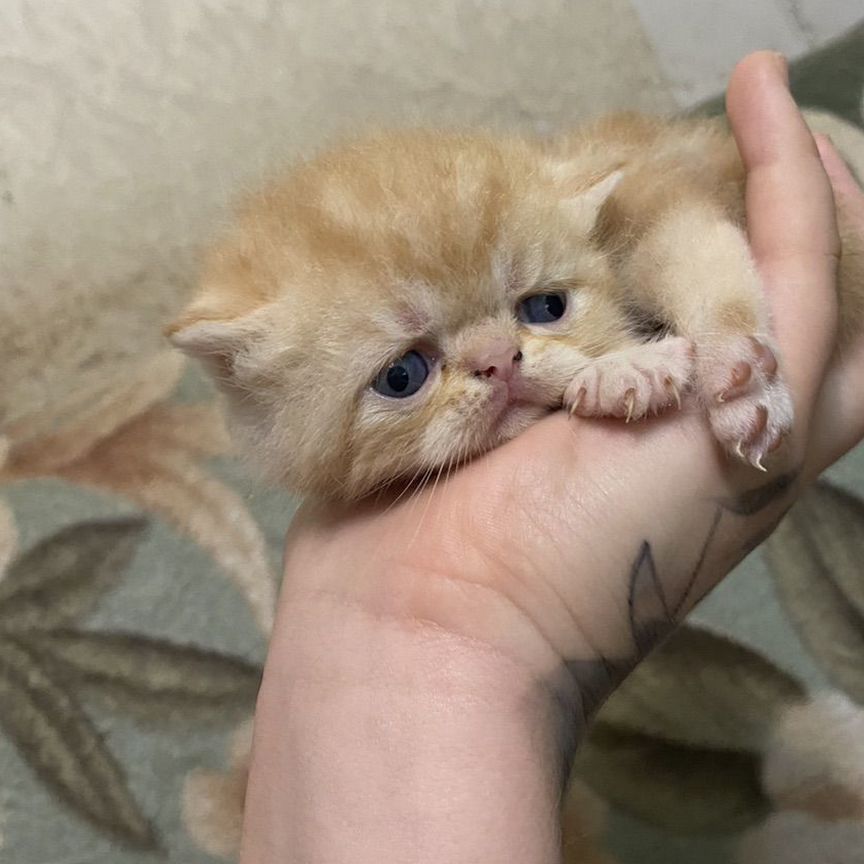 Персидские котята