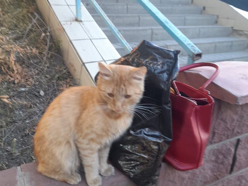 Кошка в дар бесплатно