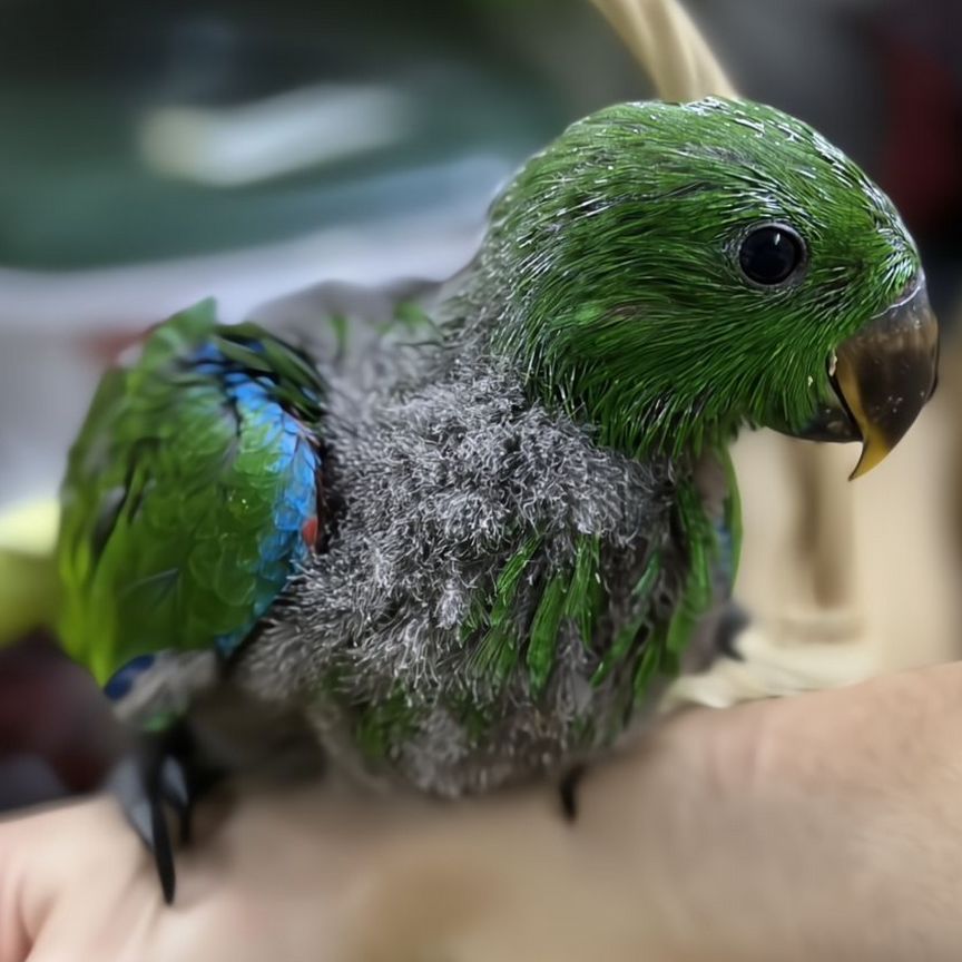 Попугай эклектус ручной выкормыш