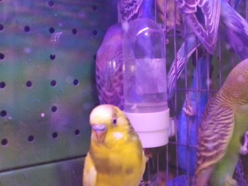 Волнистый попугай