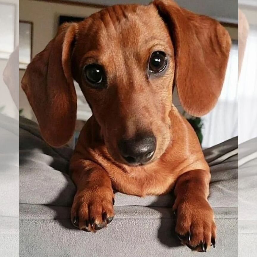 Карликовая такса, щенок