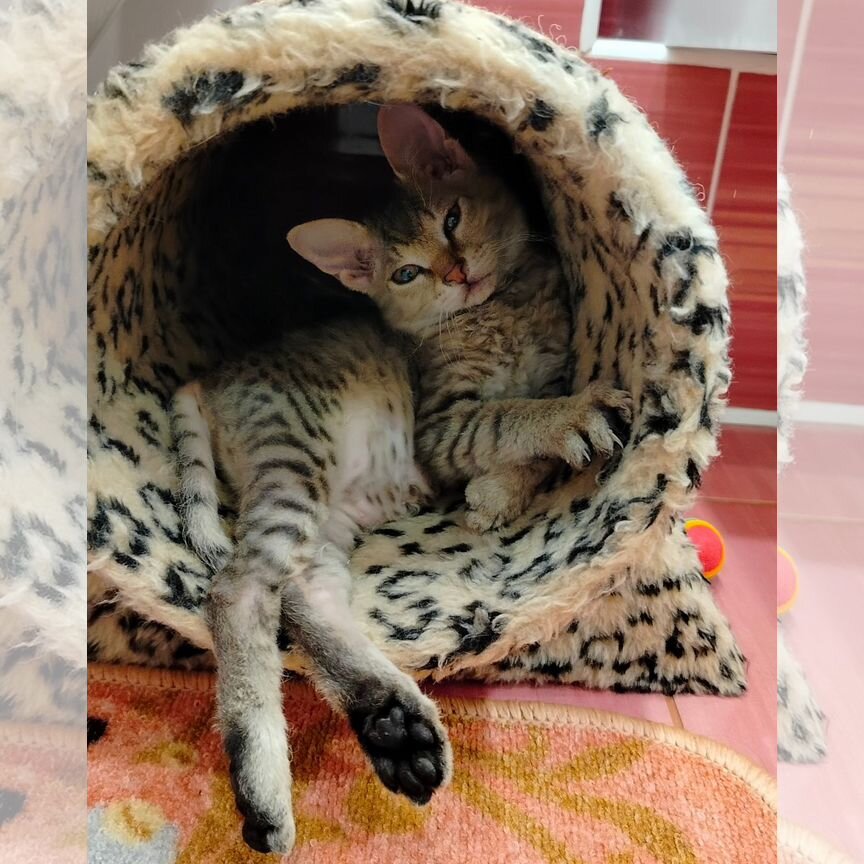 Котенок корниш-рекс бесплатно
