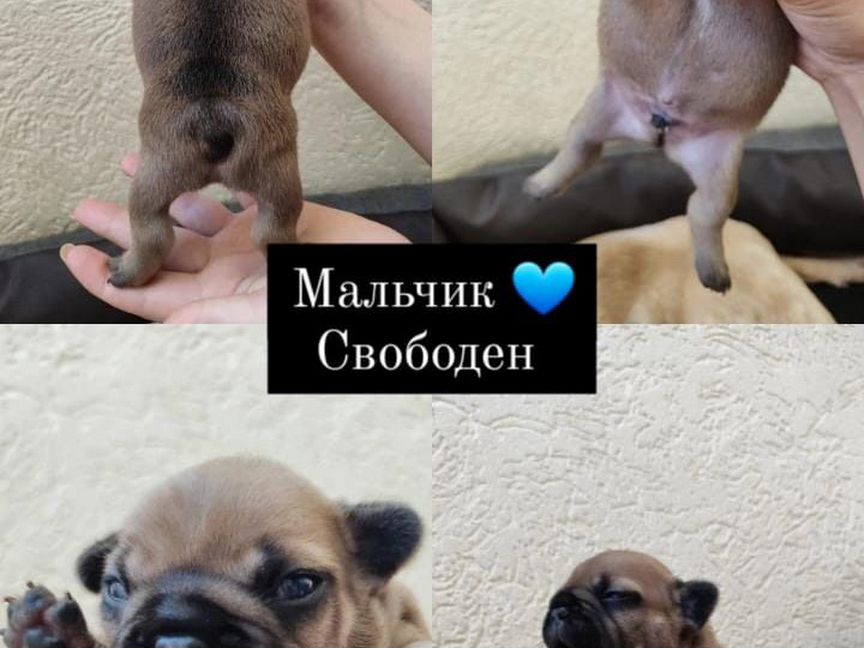 Шикарные шоу детки