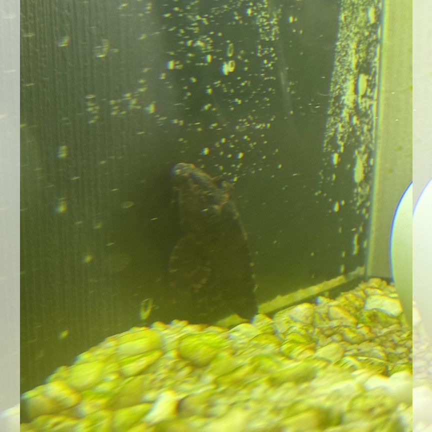 Птеригоплихт 2шт