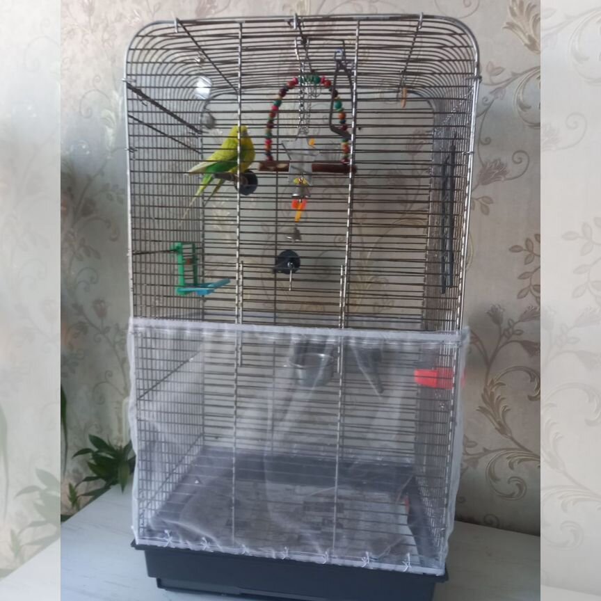 Попугая мальчик и девочка