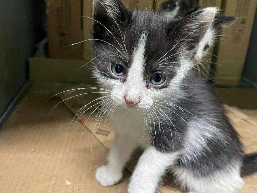 Котенок-девочка