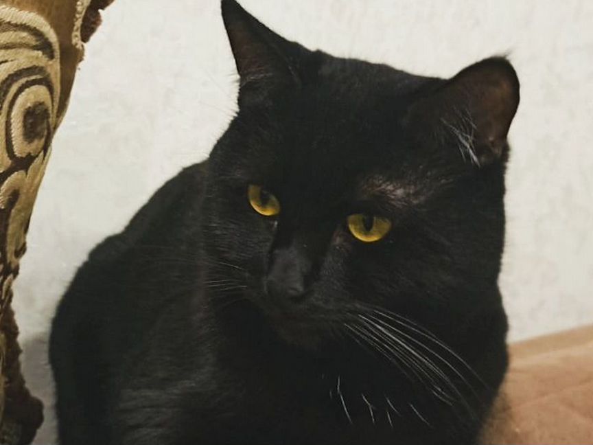 Лечебный ласковый котик в добрые руки