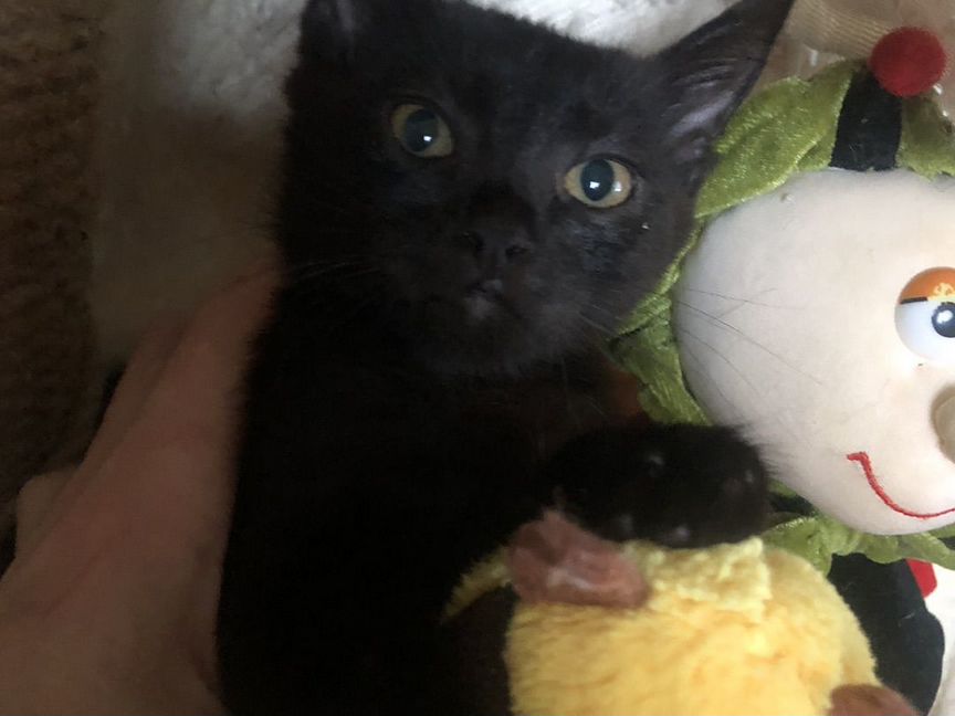 Котенок малифисента