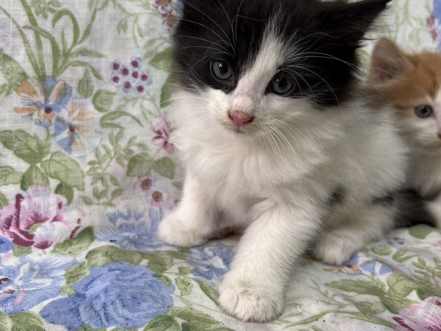 Котята бесплатно