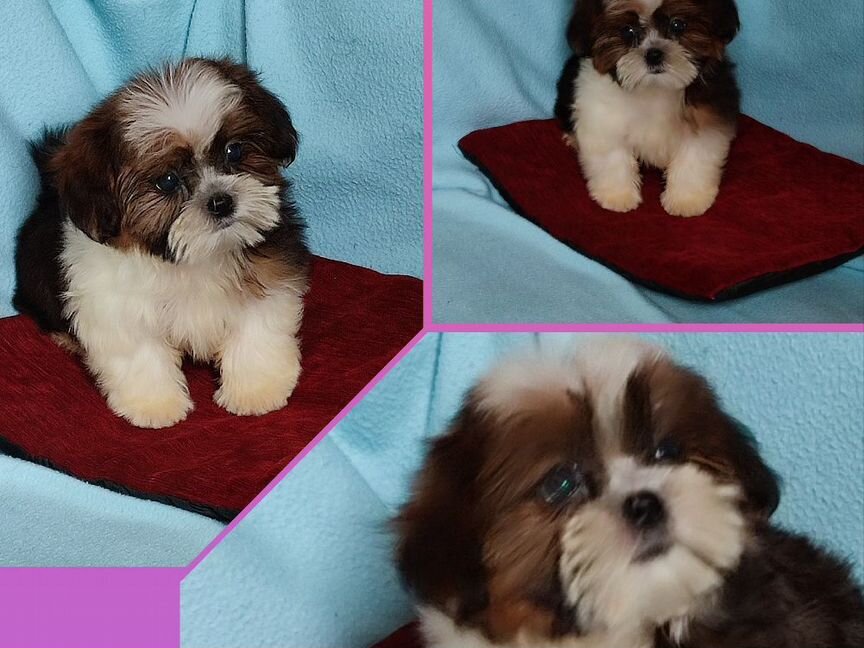 Болонка мальтипу