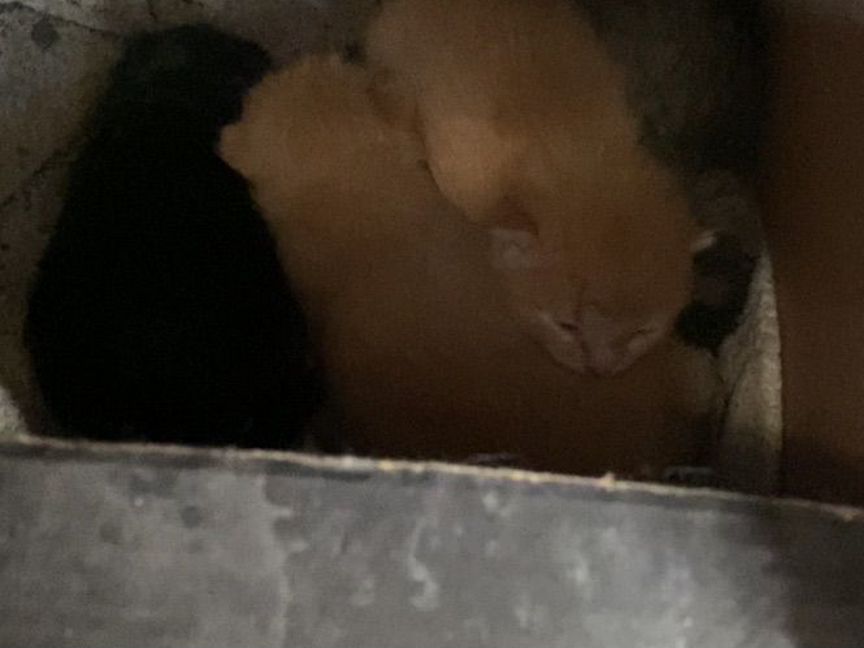 Котята в добрые руки бесплатно
