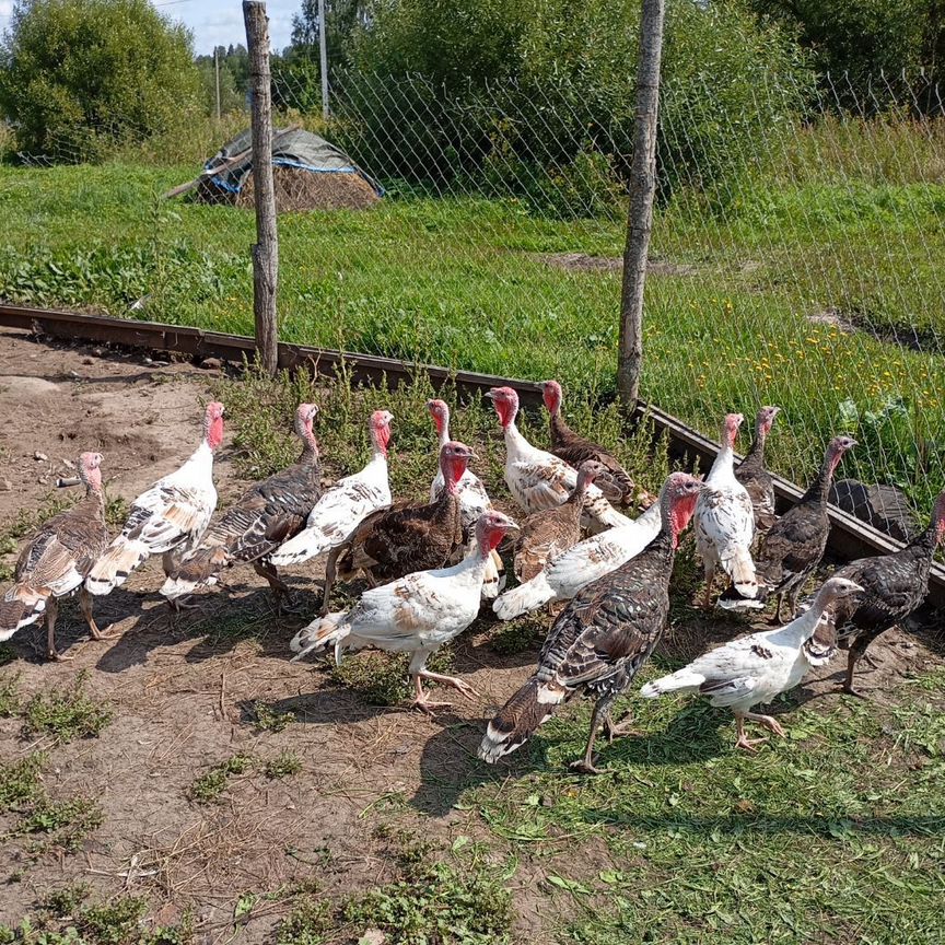 Индюки индюшата подрощенные