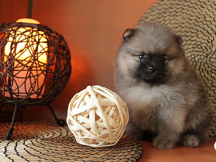 Питомник предлагает шикарного мальчика той шпица