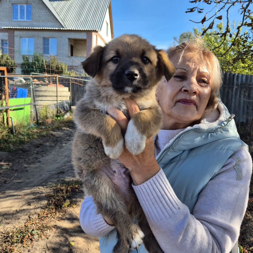 Щенок в добрые руки