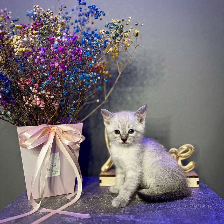 Тайская кошка