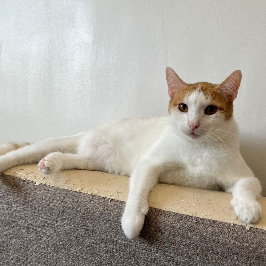 Отдадим котика
