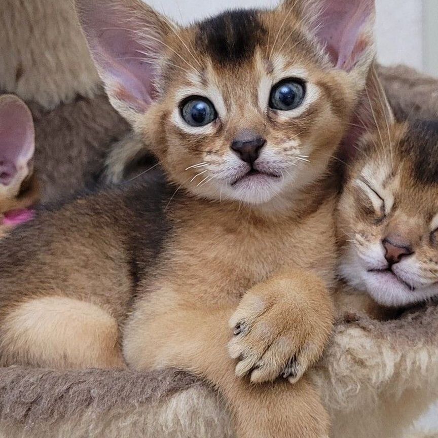 Абиссинский котик
