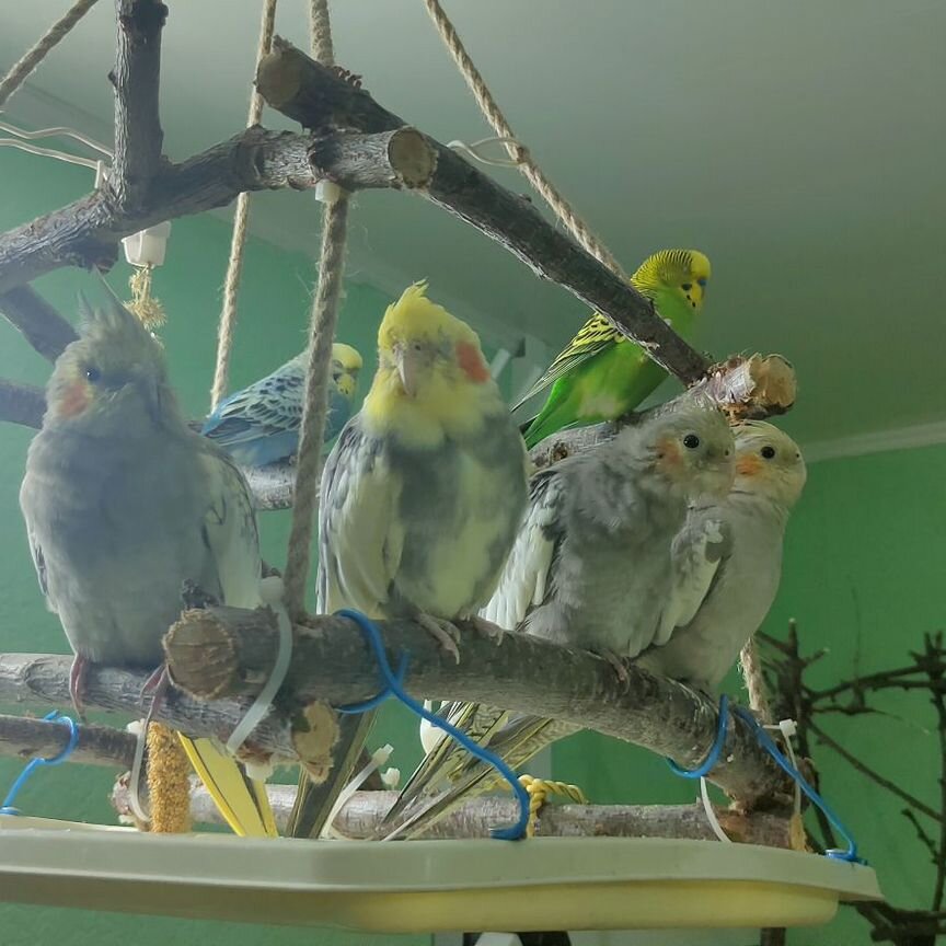 Попугай корелла